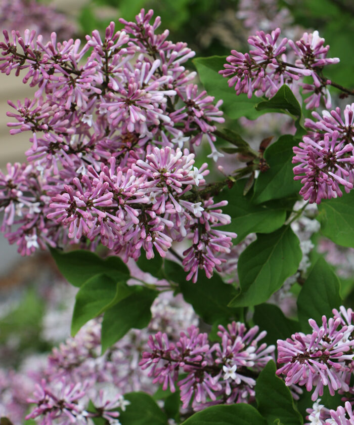 Lilacs: How to Grow Them and Favorite Varieties - Fine Gardening
