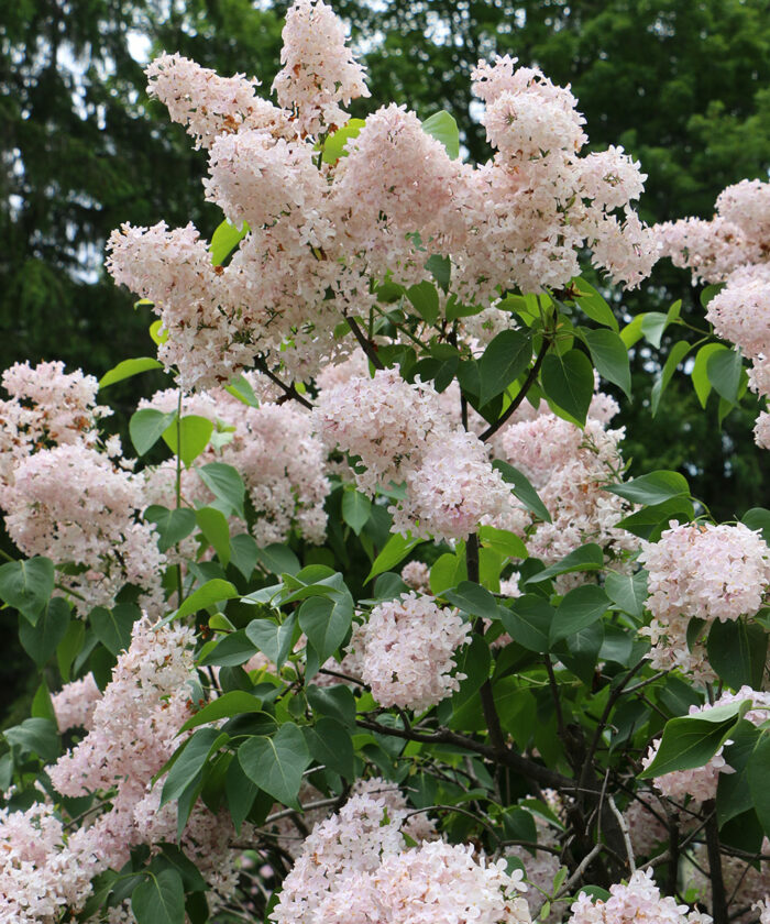 Lilacs: How to Grow Them and Favorite Varieties - Fine Gardening