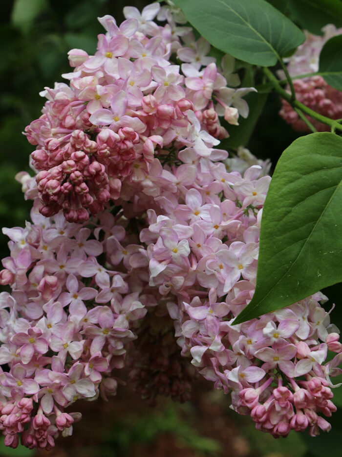 Lilacs: How to Grow Them and Favorite Varieties - Fine Gardening
