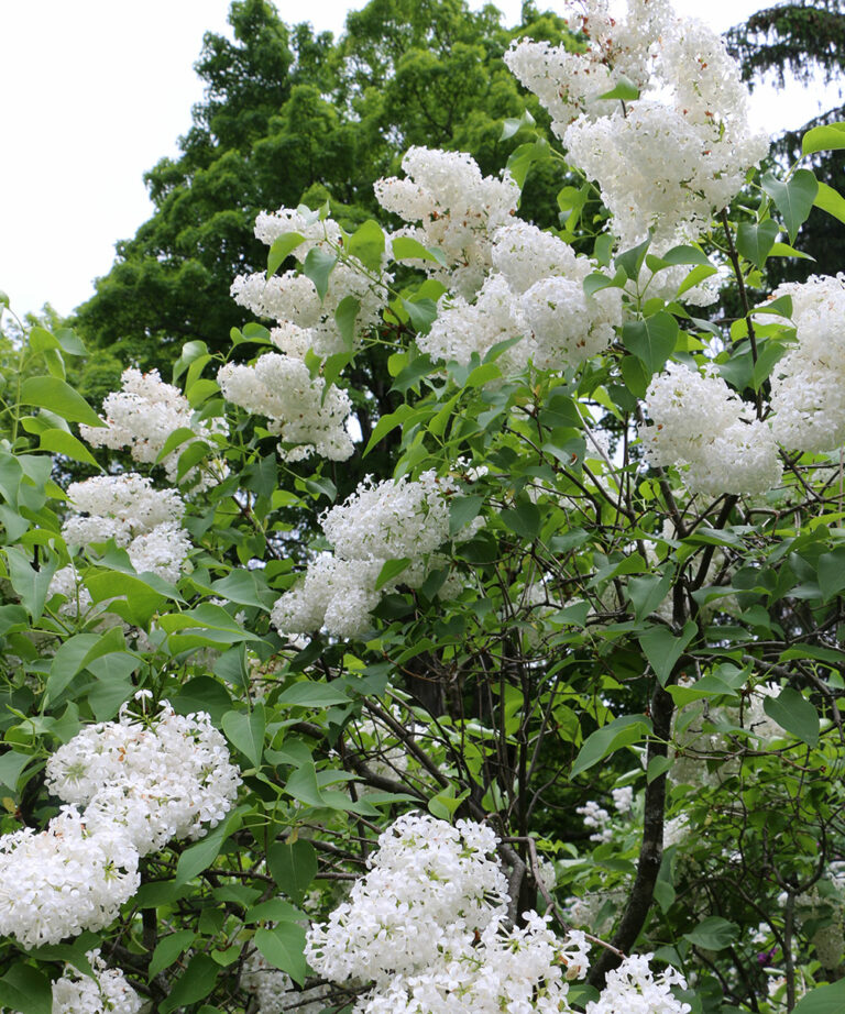 Lilacs: How to Grow Them and Favorite Varieties - Fine Gardening