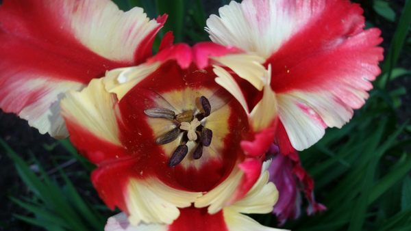 Close-ups of Spring Flowers - Fine Gardening