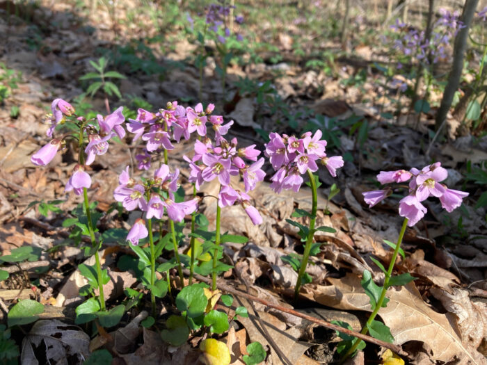 Ohio Natives in Bloom - Fine Gardening