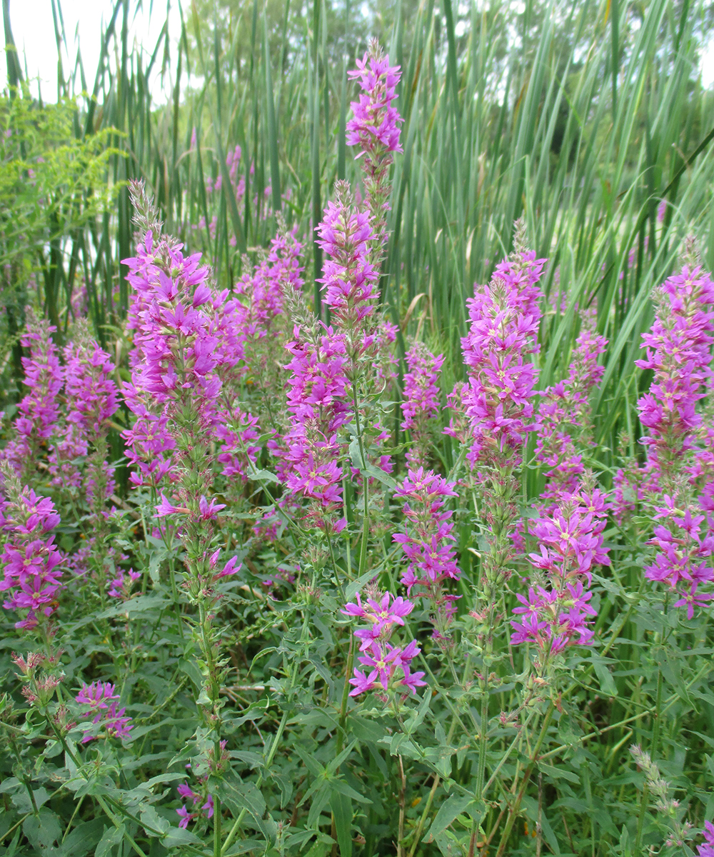Identifying and Controlling Common Invasive Plants - Fine Gardening