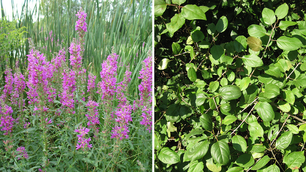 How to Get Rid of Invasive Plants - Fine Gardening