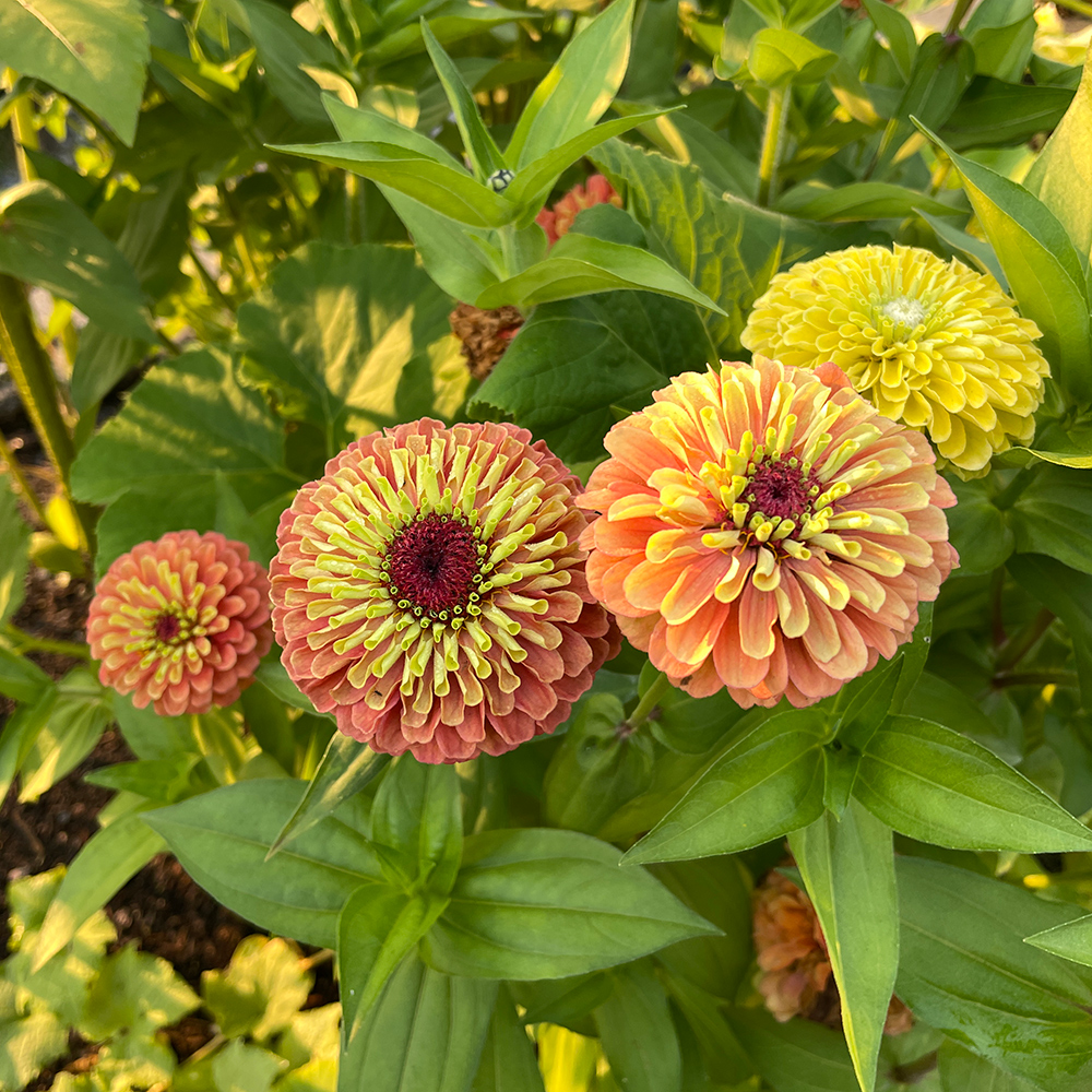 6 Fantastic Annuals to Grow From Seed in the Northwest - Fine Gardening