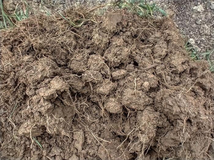 Healthy Soil Is at the Heart of a Thriving Garden - Fine Gardening