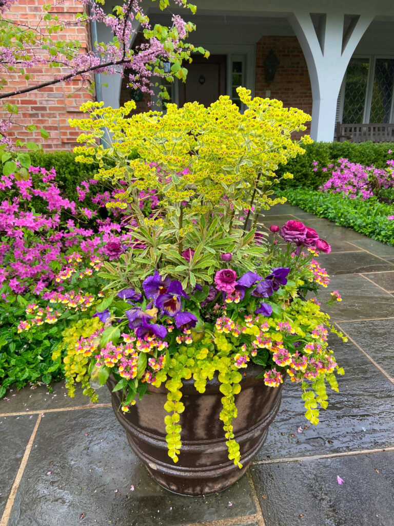 Spring Container Designs - Fine Gardening