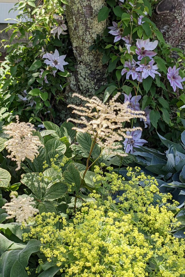 Episode 133: Spring Combos - Fine Gardening