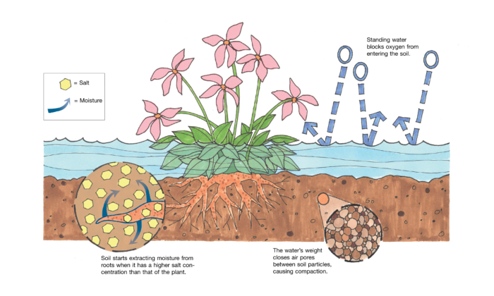 3 Steps to Minimize Flood Damage in the Garden - Fine Gardening