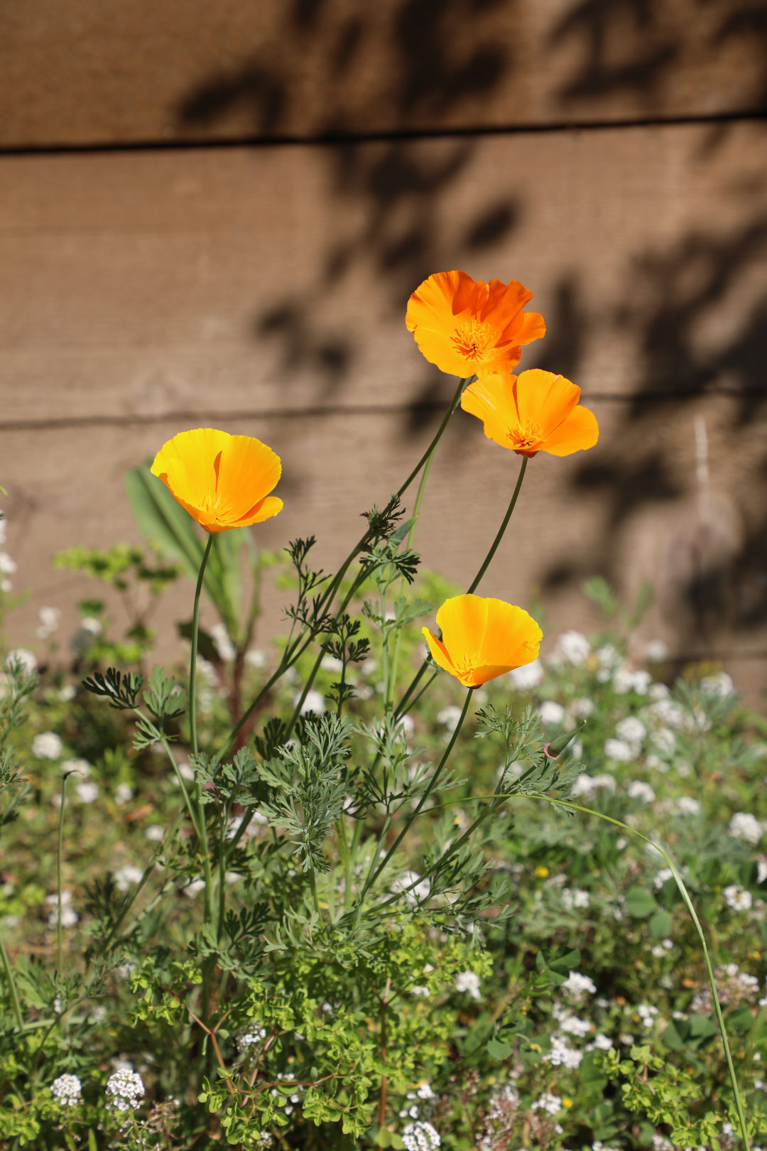 Gardening in Altadena Meadows - Fine Gardening