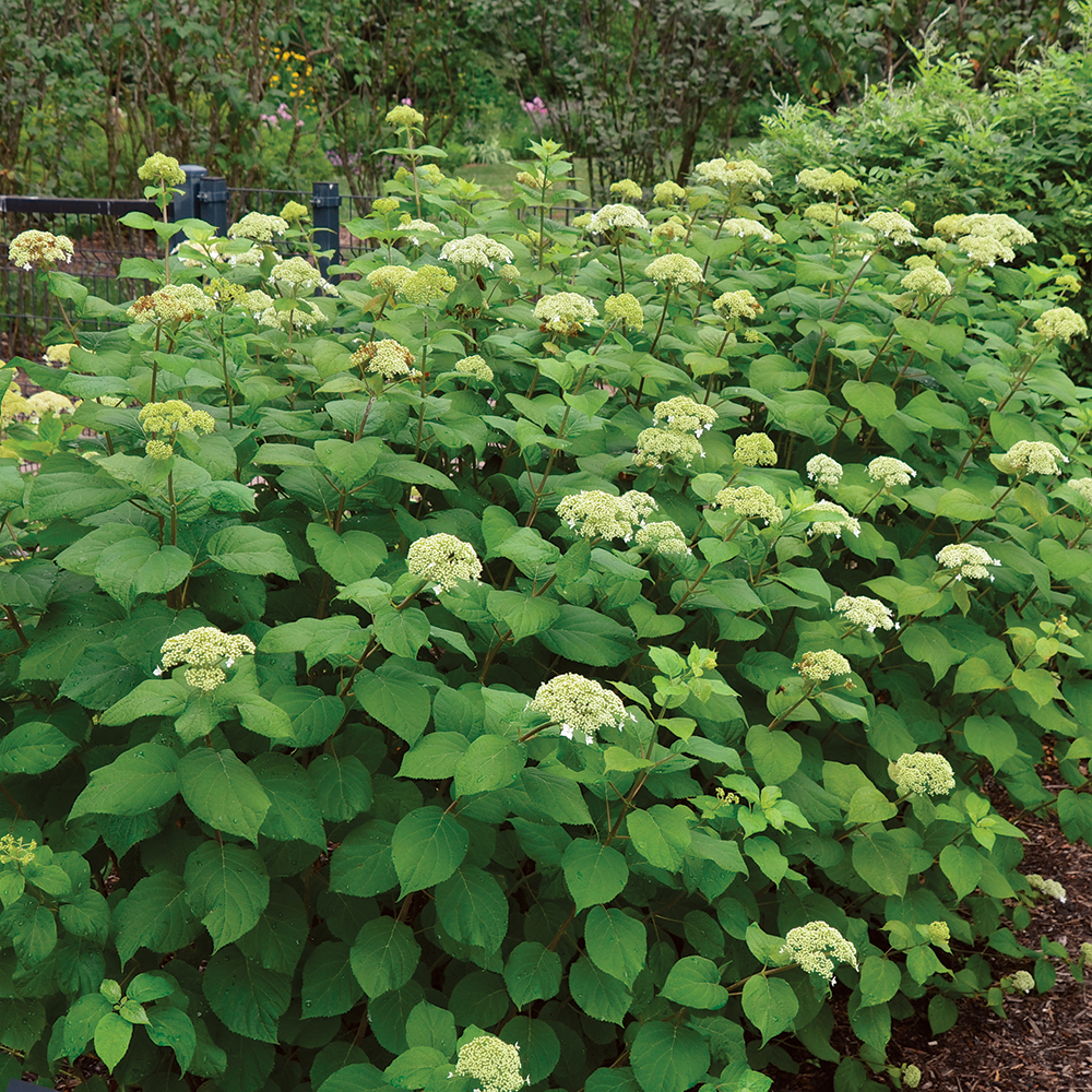 The Best Native Hydrangeas: Plant Trial Results - Fine Gardening