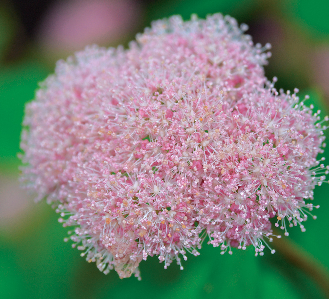 The Best Native Hydrangeas: Plant Trial Results - Fine Gardening