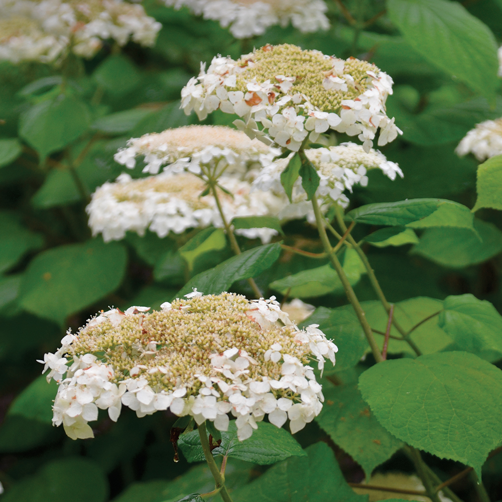The Best Native Hydrangeas: Plant Trial Results - Fine Gardening