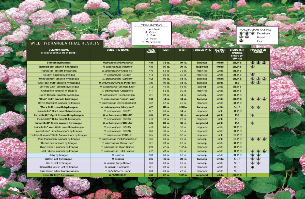 The Best Native Hydrangeas: Plant Trial Results - Fine Gardening