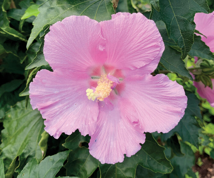 A Rose of Sharon That Doesn’t Produce Unwanted Seedlings - Fine Gardening
