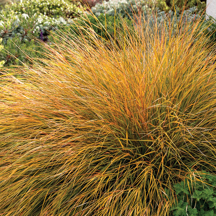 Textured Plants That Steal the Show - Fine Gardening