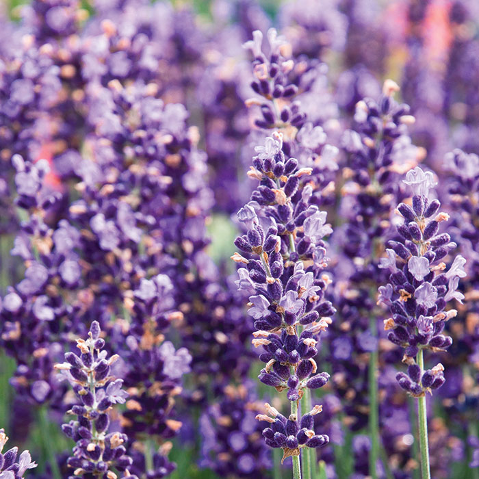 Textured Plants That Steal the Show - Fine Gardening