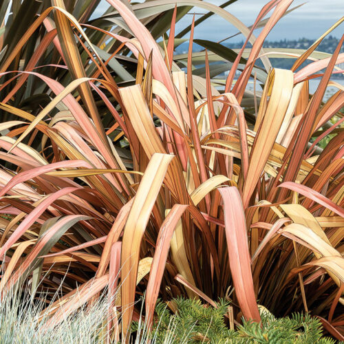 Textured Plants That Steal the Show - Fine Gardening
