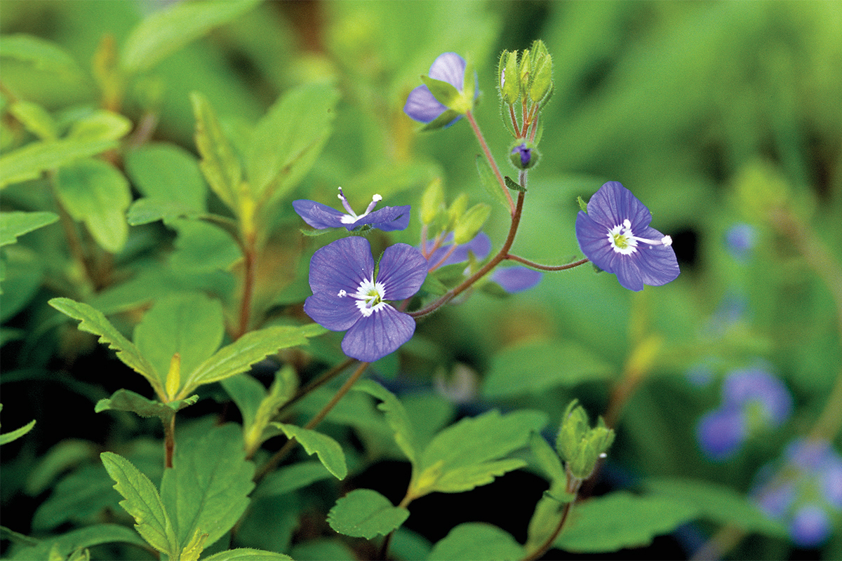 Creeping Plants for Sunny Spots in the Northern Plains - Fine Gardening