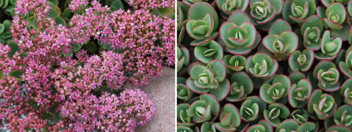 Creeping Plants for Sunny Spots in the Northern Plains - Fine Gardening