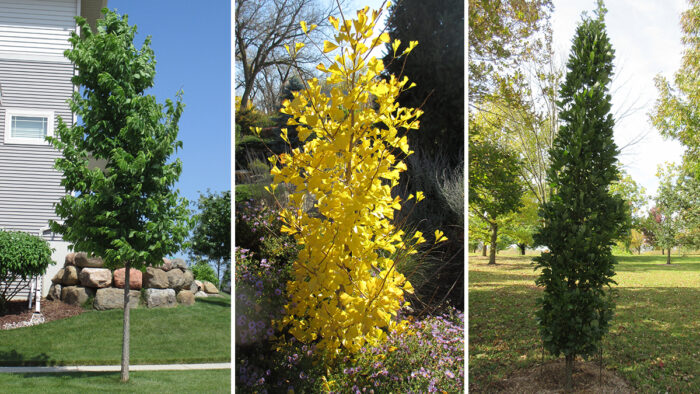 8 Great Columnar Trees for the Midwest - Fine Gardening