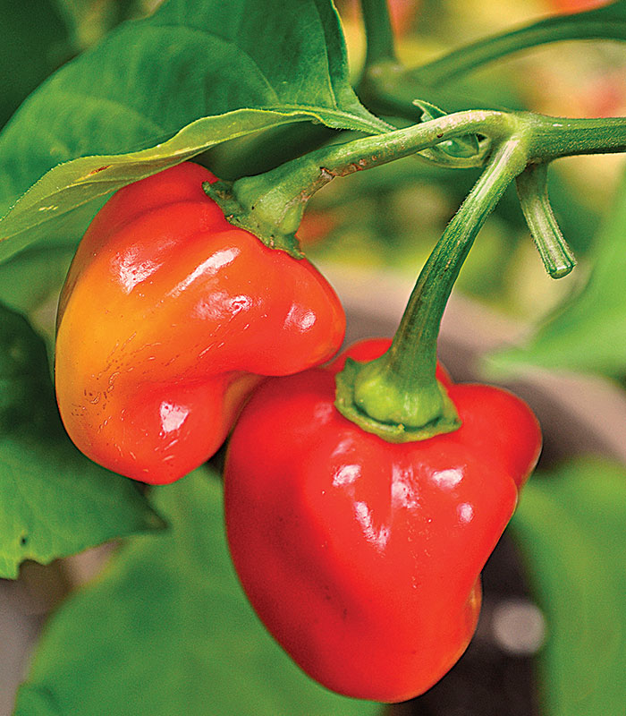 The Best Hot Pepper Varieties to Grow - Fine Gardening