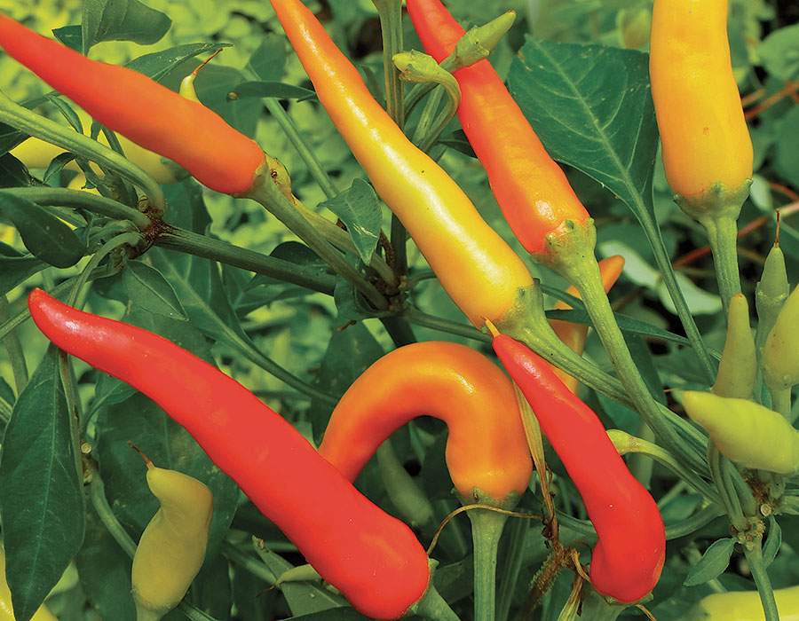 The Best Hot Pepper Varieties to Grow - Fine Gardening