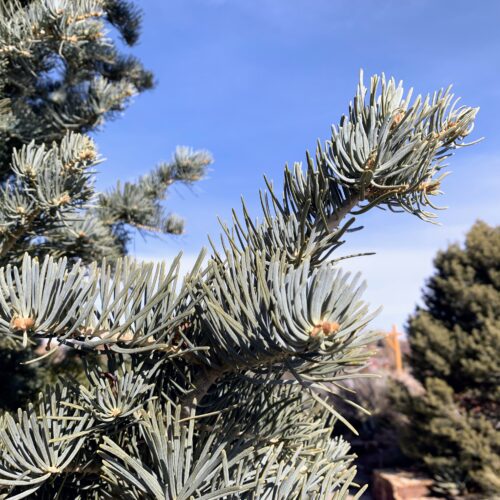 Native Tree Species for the Rocky Mountain Region - Fine Gardening