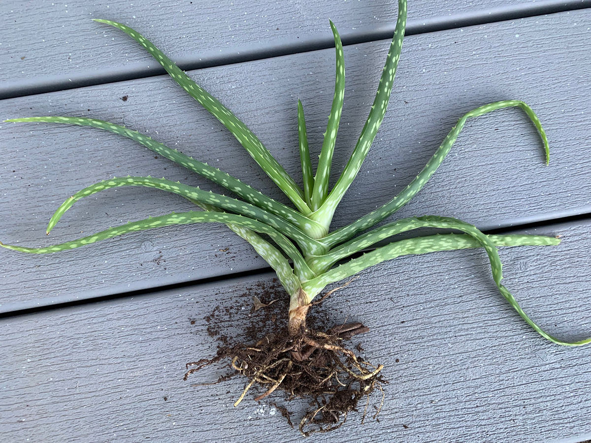 Growing Aloe Vera in Southern California - Fine Gardening