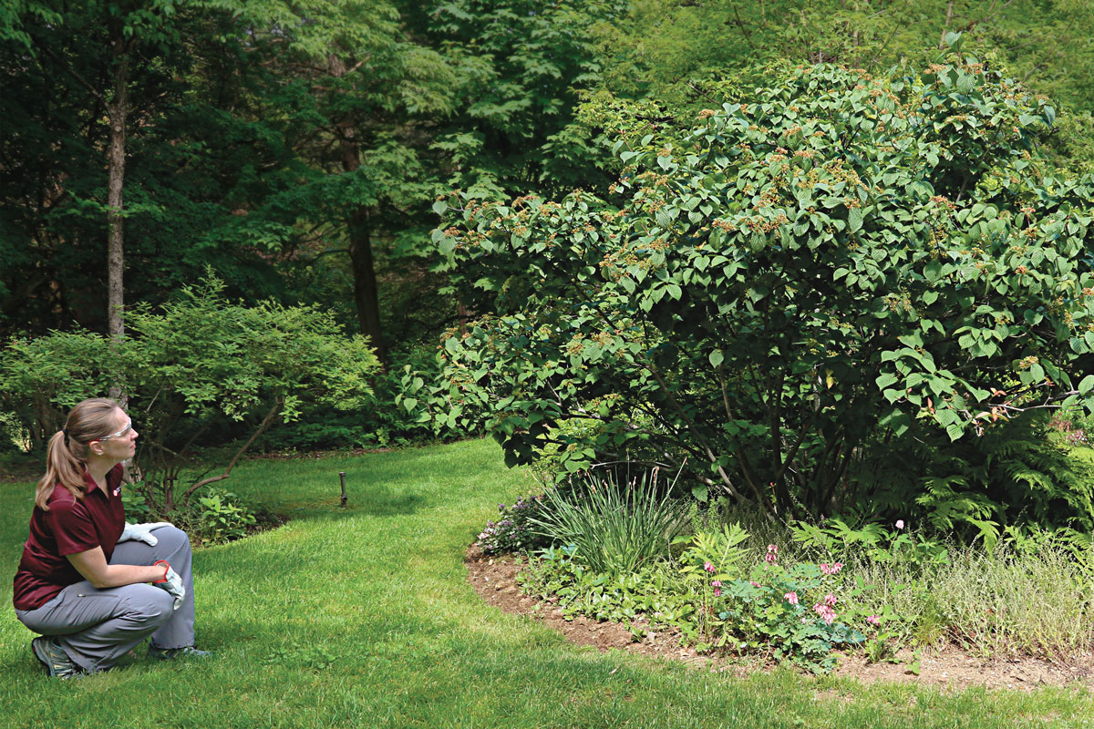 A Step-by-Step Guide to Pruning Viburnums - Fine Gardening