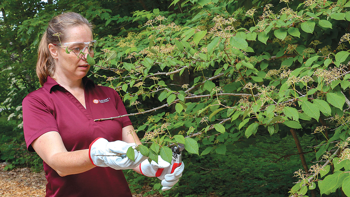 A Step-by-Step Guide to Pruning Viburnums - Fine Gardening