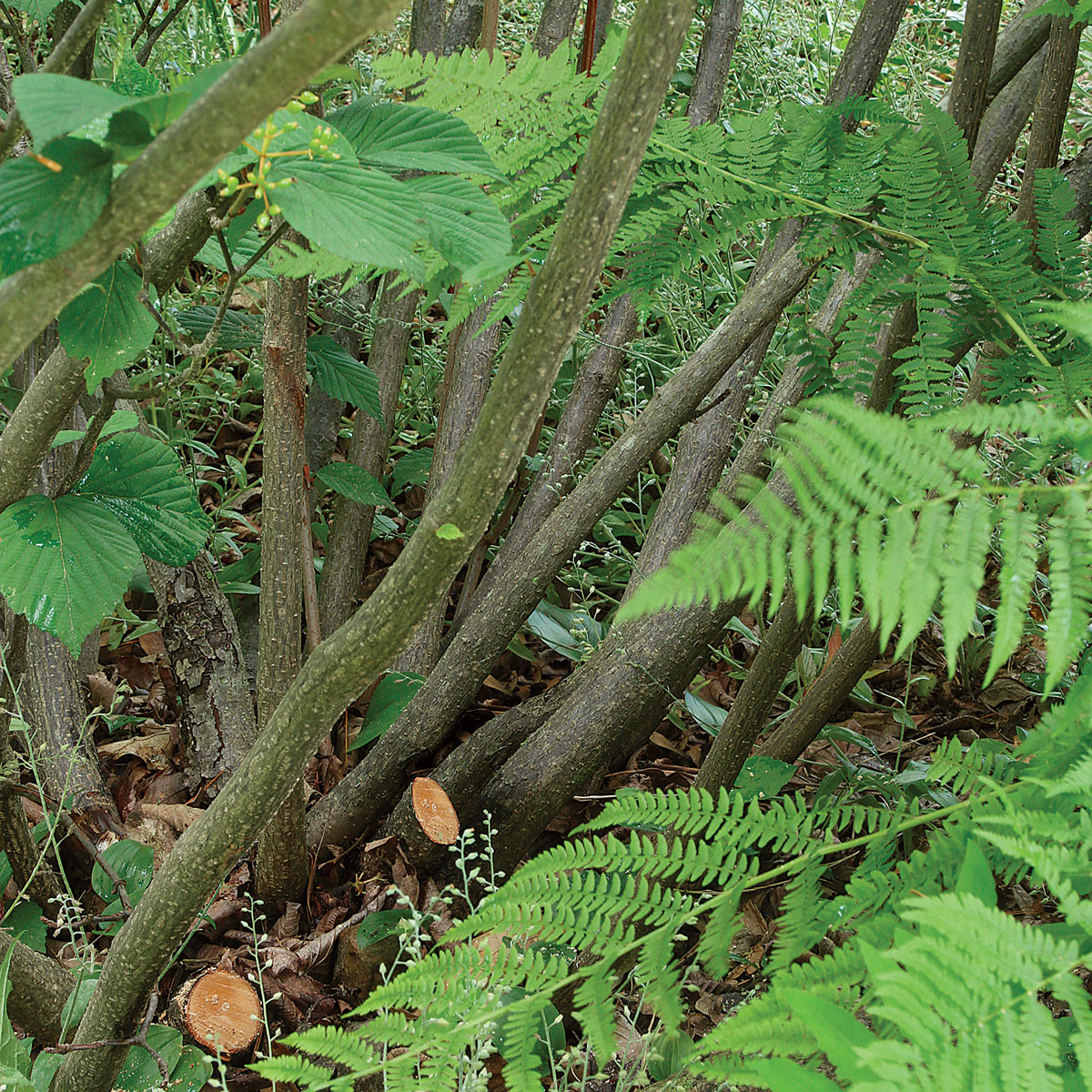 A Step-by-Step Guide to Pruning Viburnums - Fine Gardening