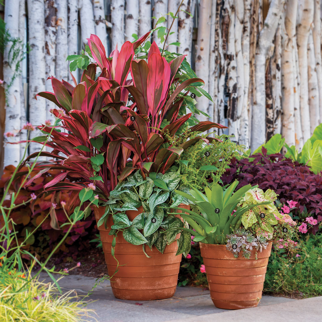 Over-the-Top Tropical Container Ideas - Fine Gardening