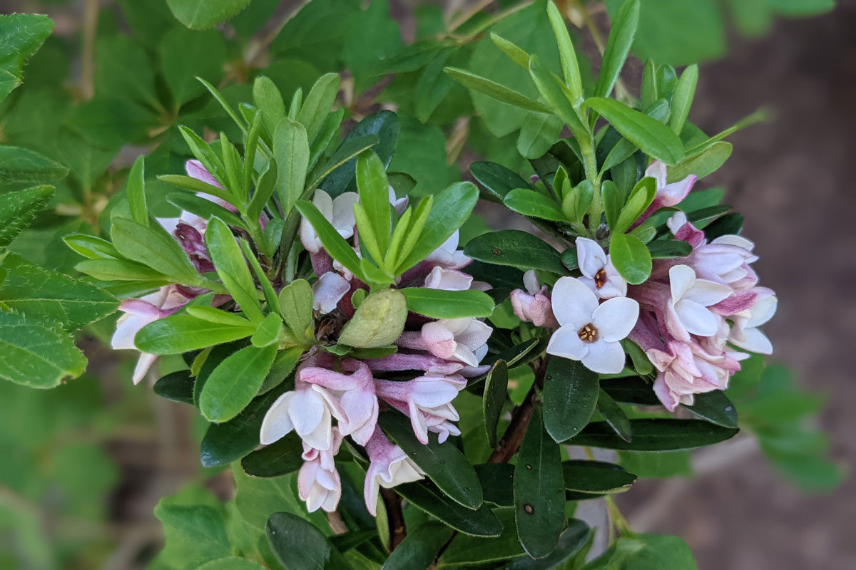 Episode 135: Spring-Flowering Dwarf Shrubs - Fine Gardening