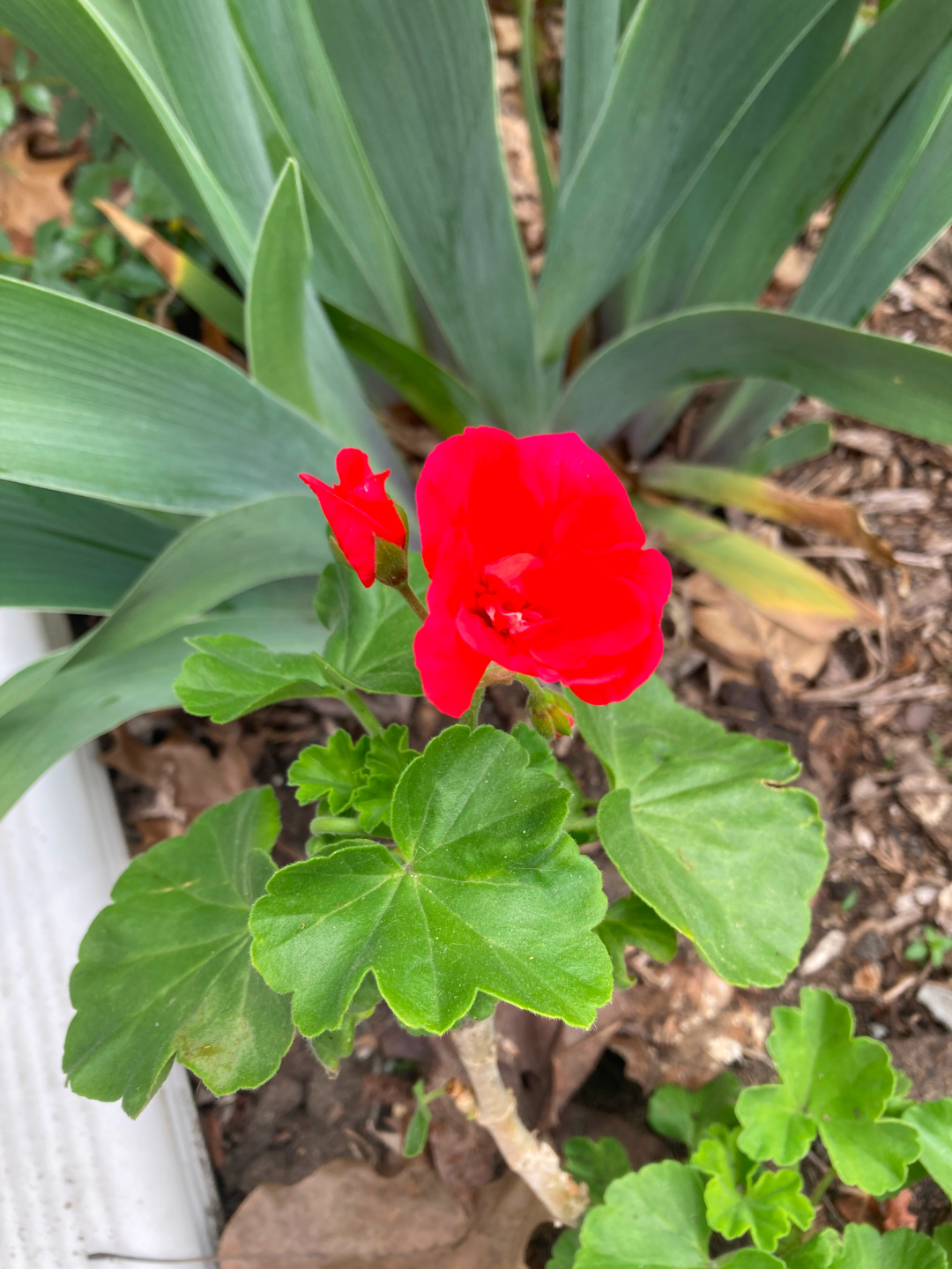 May in Indiana - Fine Gardening