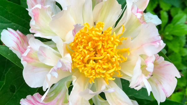 May in Indiana - Fine Gardening