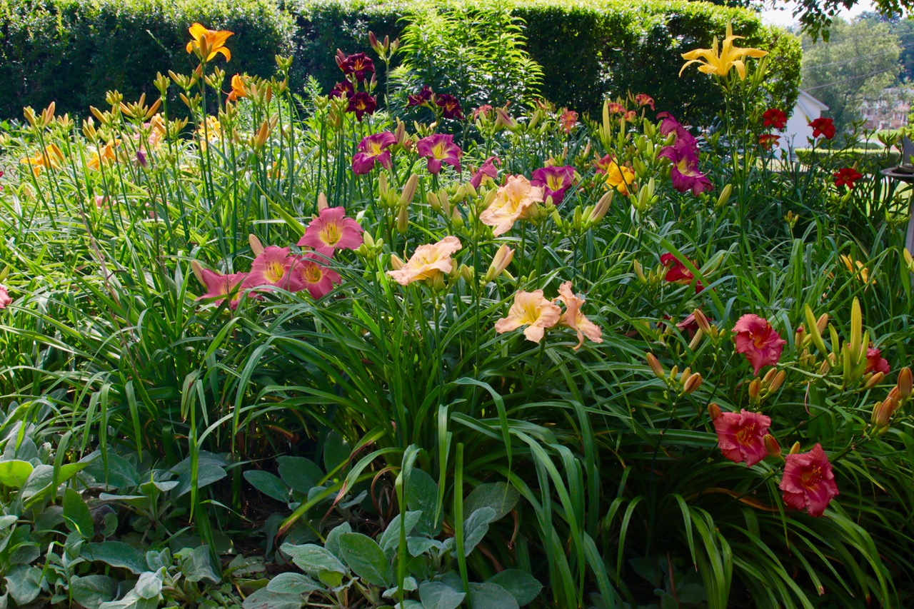 Bill’s Pittsburgh Garden - Fine Gardening