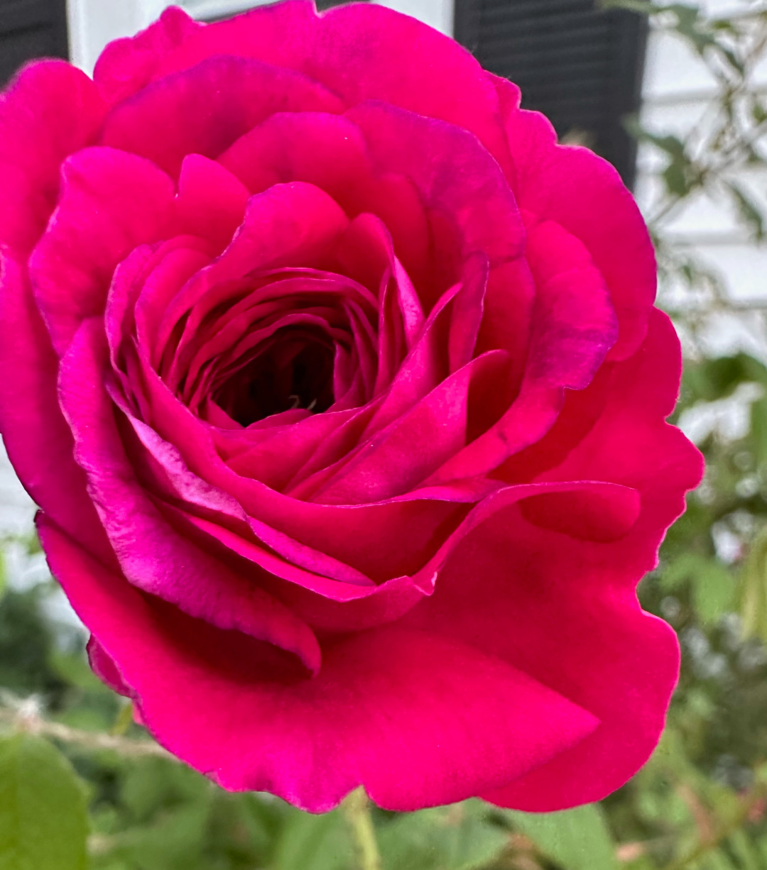 An Heirloom Rose Bush - Fine Gardening