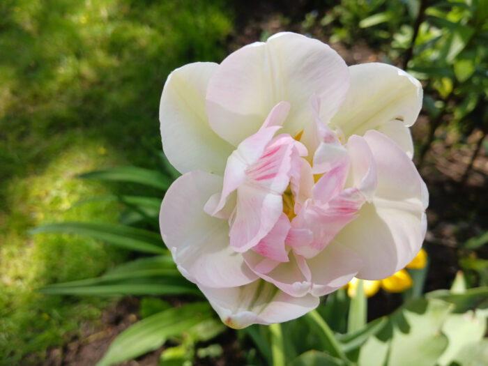 Early Spring Blooms from the Mohawk Valley - Fine Gardening