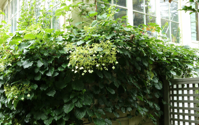 Tips For Pruning Climbing Hydrangea Fine Gardening