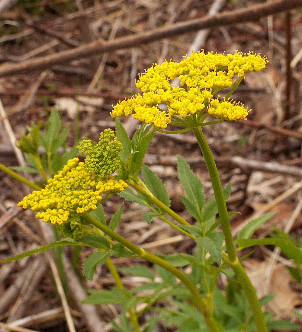 4 Must-Have Butterfly Host Plants to Support Biodiversity - Fine Gardening