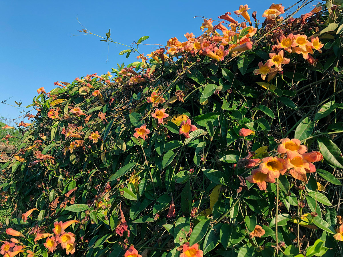 Great Native Vines to Replace Invasive Species - Fine Gardening