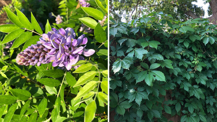 Great Native Vines to Replace Invasive Species - Fine Gardening