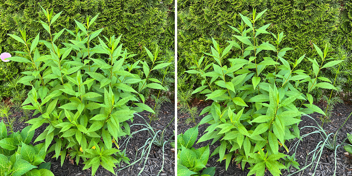 Do You Dare to Try the “Chelsea Chop”? - Fine Gardening