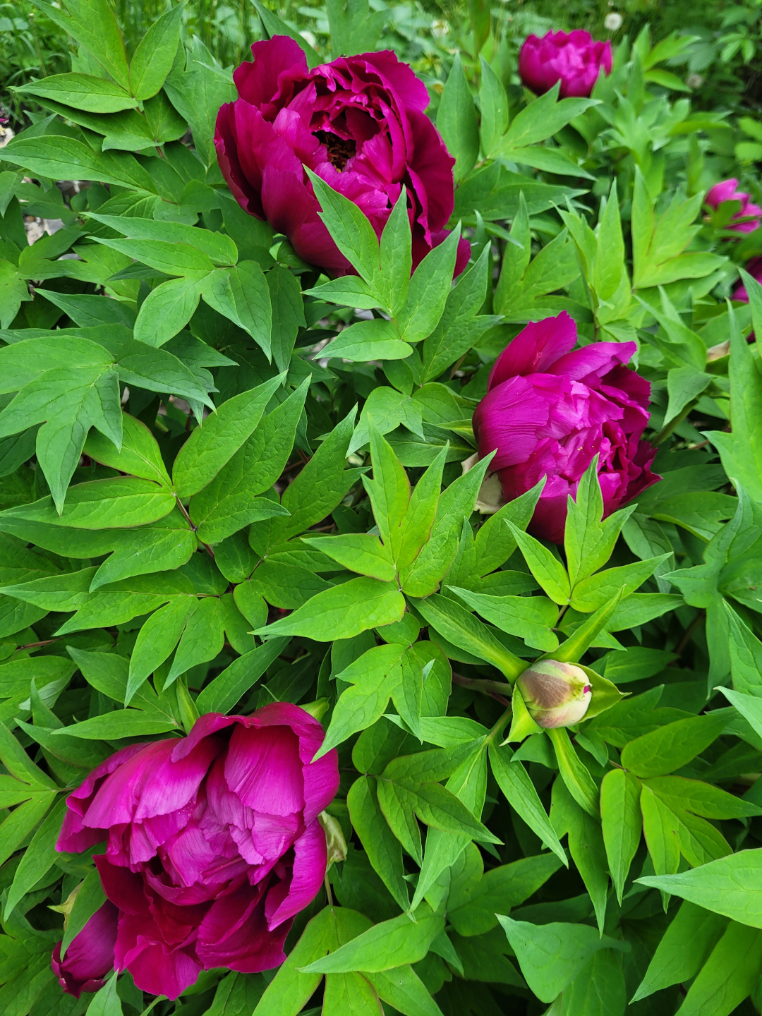 Keith’s Spring Highlights - Fine Gardening