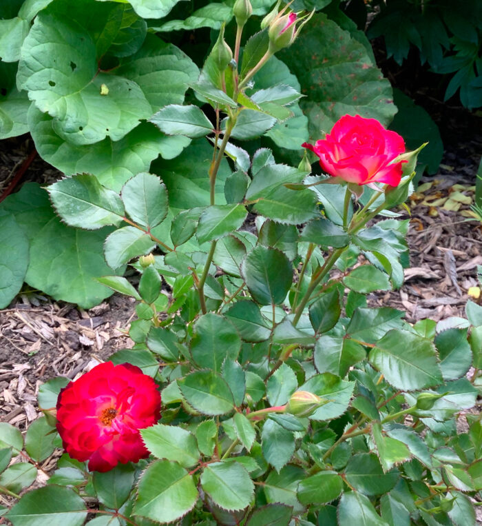 Tom’s Favorite Cold-Hardy Roses - Fine Gardening