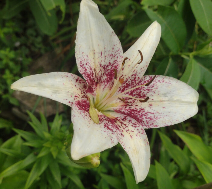Lily Love Fine Gardening