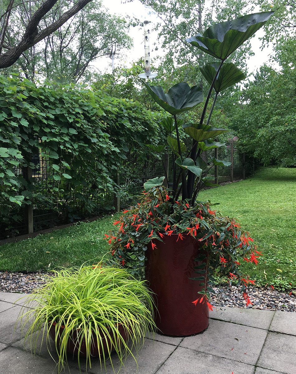 The Best Colocasias to Add Tropical Flair to Your Summer Garden - Fine ...