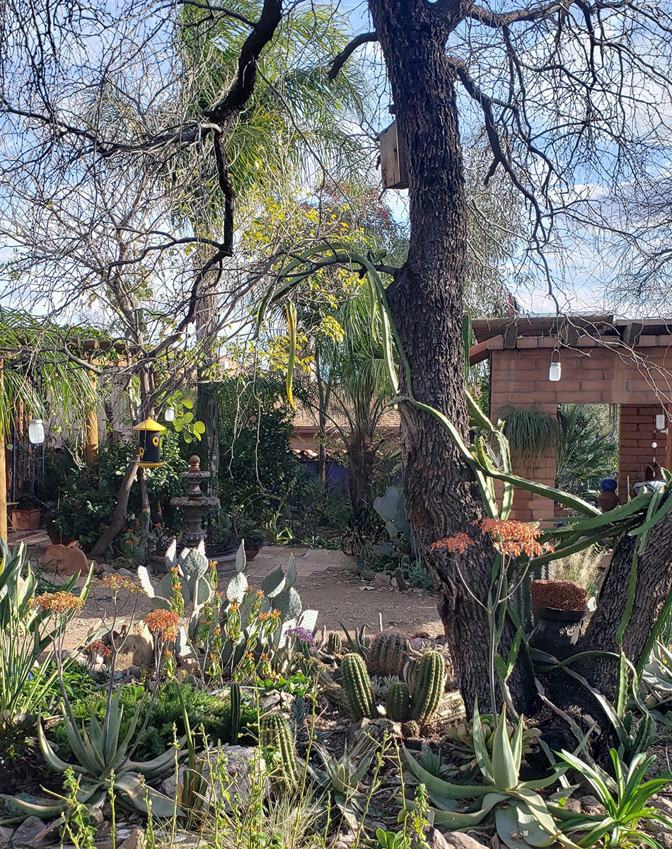 Trees That Create Light Shade in the Southwest - Fine Gardening