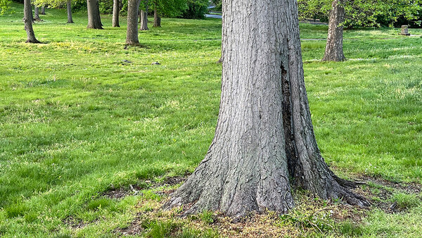 7 Mistakes to Avoid When Planting a Rhododendron - Fine Gardening